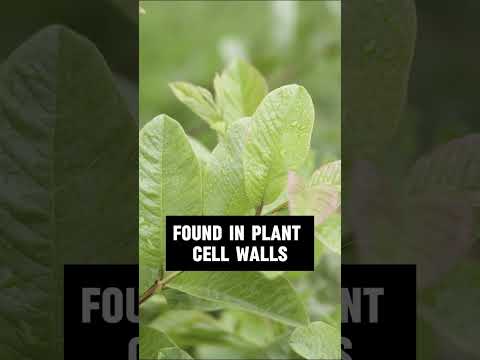 Revolutionizing Ethanol Production with Synthetic Biology #automobile #scific #science