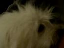 Coton de Tulear "Porscha" & "Enzo"