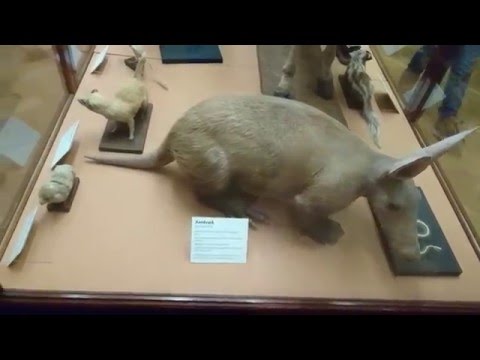 Wildlife Gallery At The Bristol Museum And Art Gallery, Clifton, Bristol, April 2016