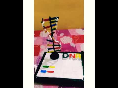 DNA structure (double helix)project