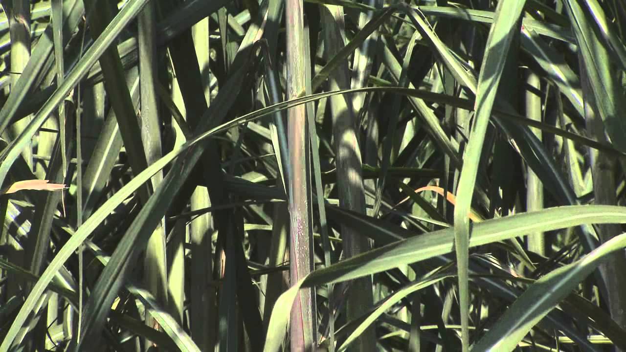Sugarcane stalks are shorter this season