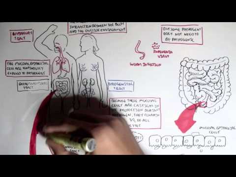 Mucosal Immunity Overview