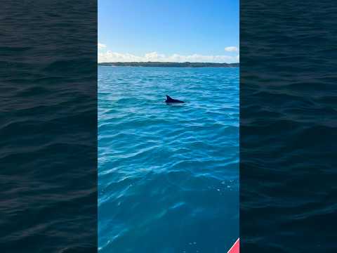 BOTTLENOSE DOLPHINS in MOZAMBIQUE 🇲🇿 #shorts