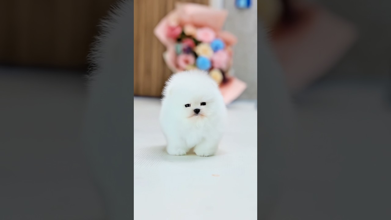 HRM-10329 #pompom #pom #pomeranian #ปอมแท้ #ปอมทีคัพ #ปอมหน้าหมี  #ปอมน่ารัก #ปอมขาว