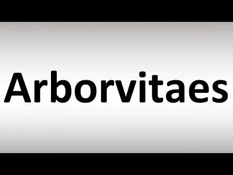 How to Pronounce Arborvitaes