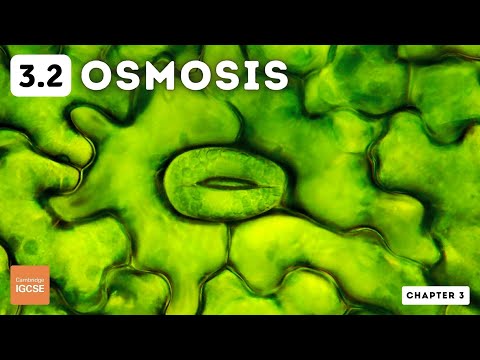 IGCSE Biology - Osmosis (3.2)