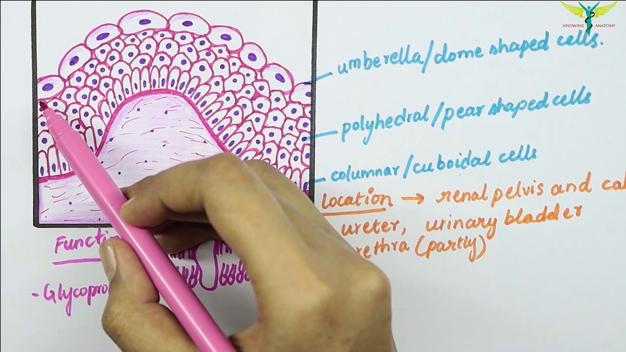 Transitional Epithelium