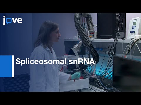 Spliceosomal snRNA Localization in Hela Cells by Microinjection | Protocol Preview