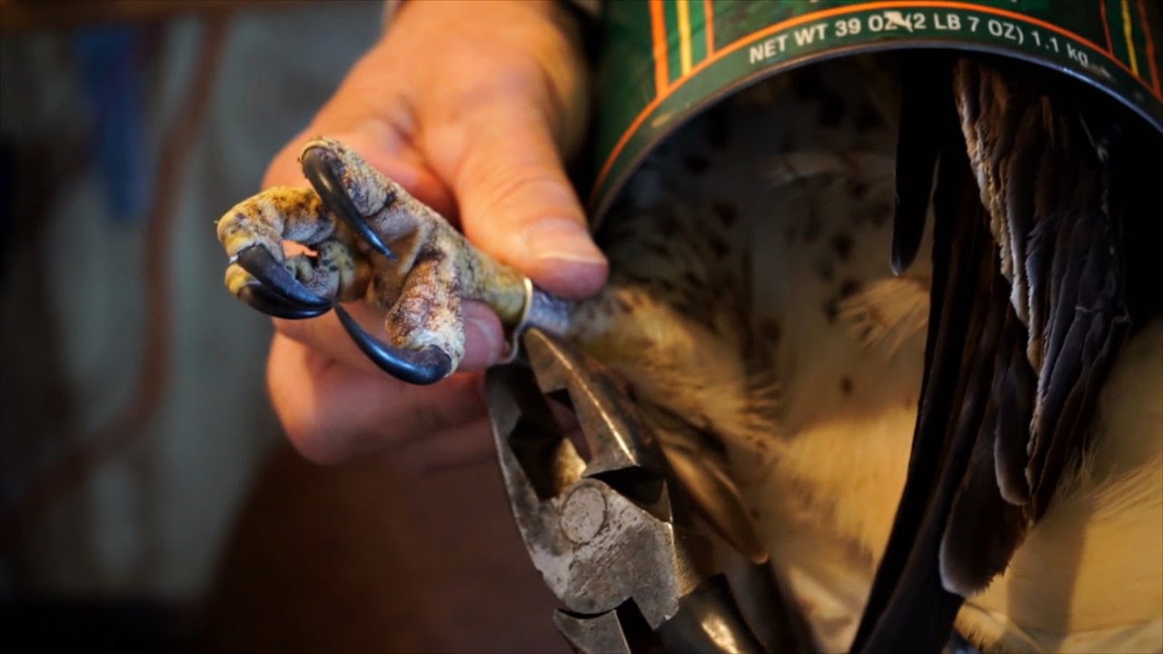 Raptor Banding