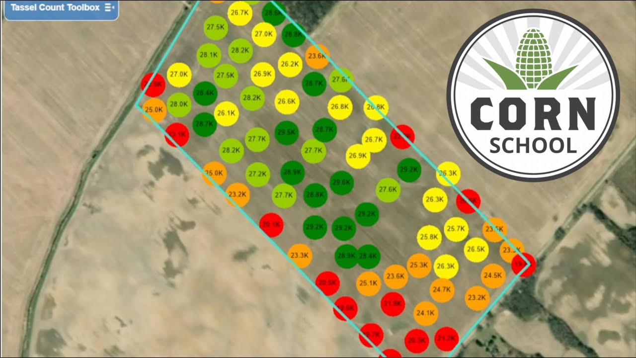 Corn School: Counting tassels to evaluate variable rate seeding