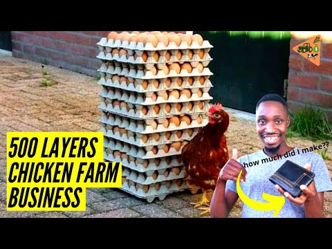 How to START a 500 Layers Chicken farm from Scratch ( 500 layers chicken business plan)