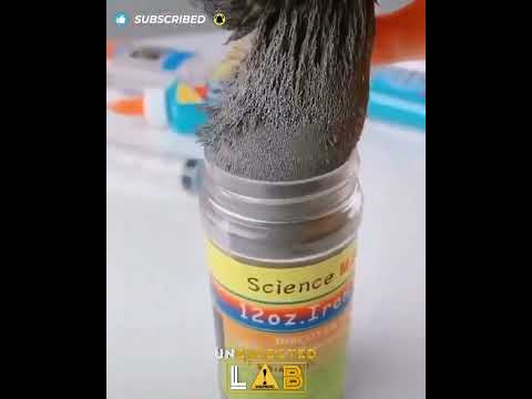 Iron Powder Vs Magnet | Amazing | Unexpected Lab