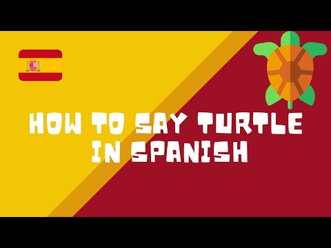 How to say turtle in Spanish | Learn Spanish