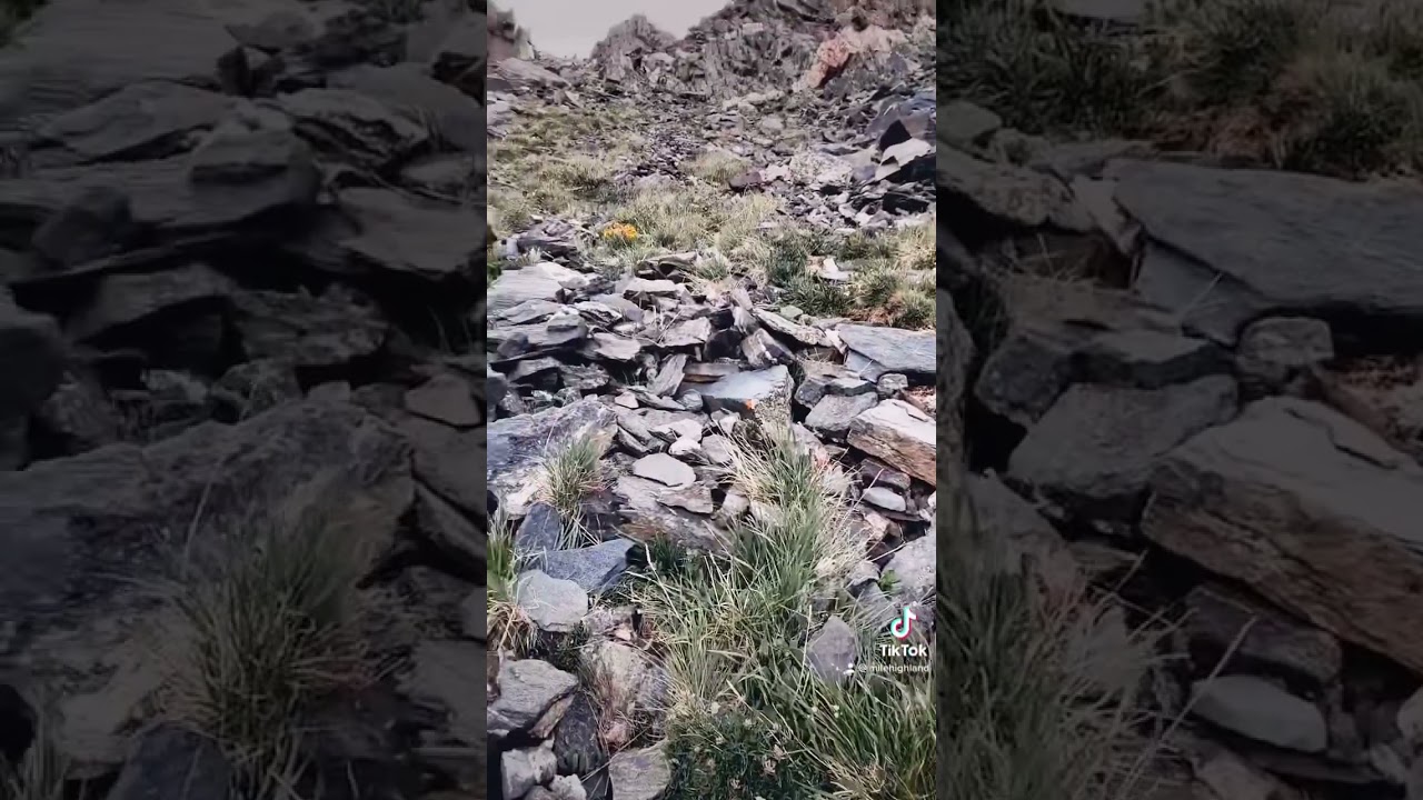 Little weasel running around Zirkel
