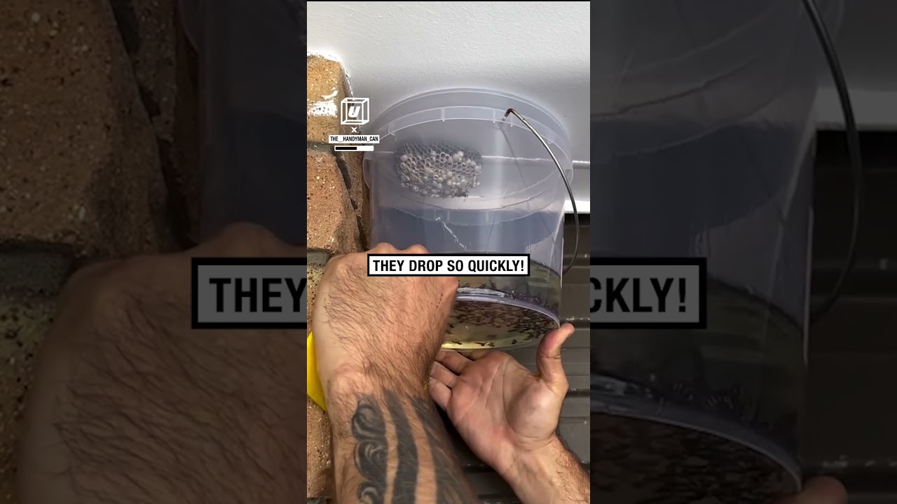 How to remove a wasp's nest 😲🐝          🎥: Instagram / the__handyman_can
