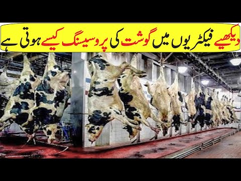 cow meat processing done in factory In Hindi/Urdu | advanced machines technology