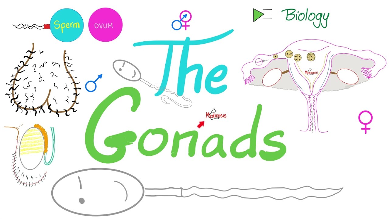 The Gonads (Ovaries and Testes) | Endocrine System | Biology Lecture Series