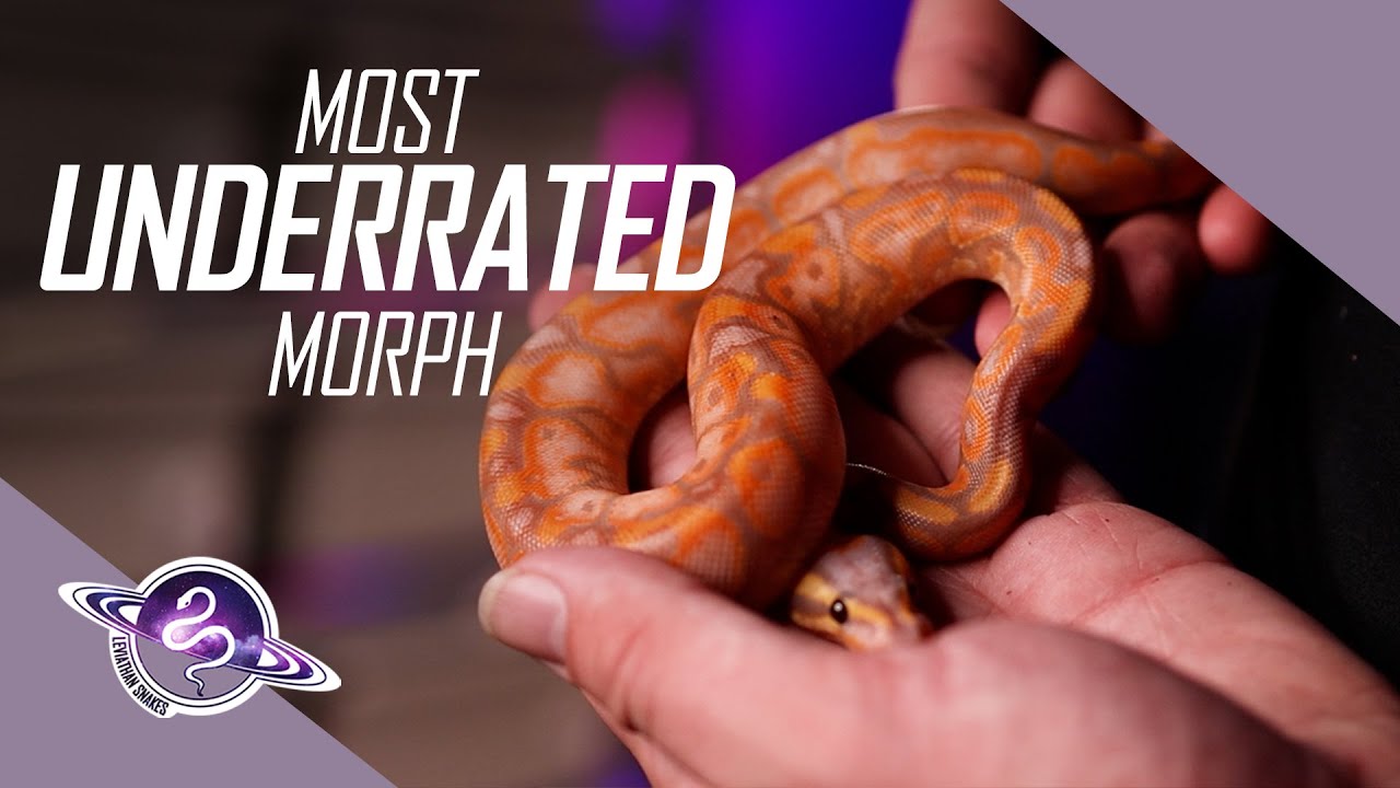 Most Underrated Ball Python Gene | Egg to Shed | #Snake #BallPython #Reptiles