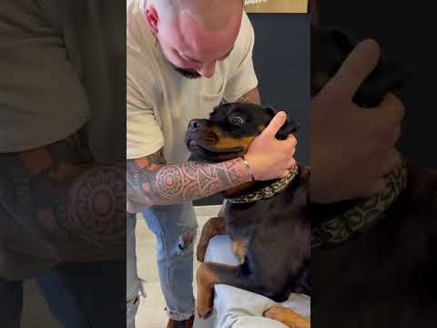 Animal chiropractic