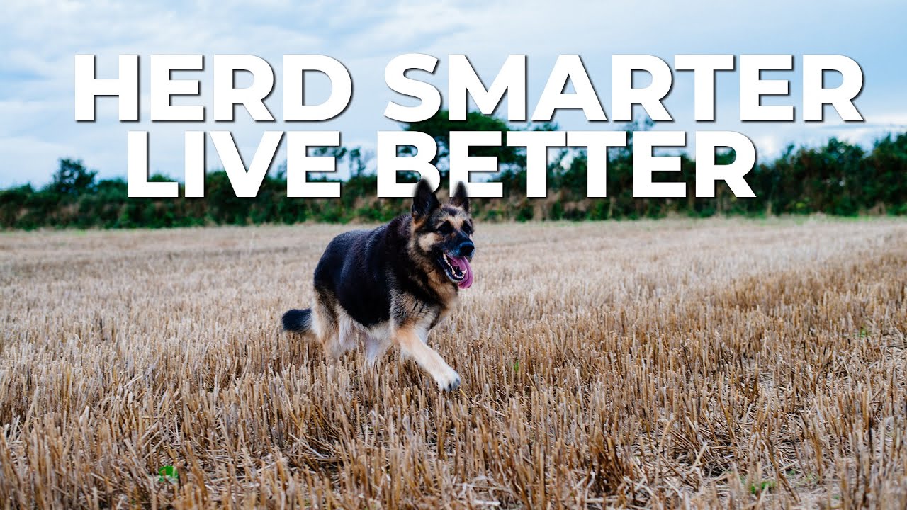 The Best Herding Dogs Ranked