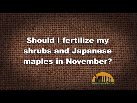 Q&A - Should I fertilize shrubs in November?