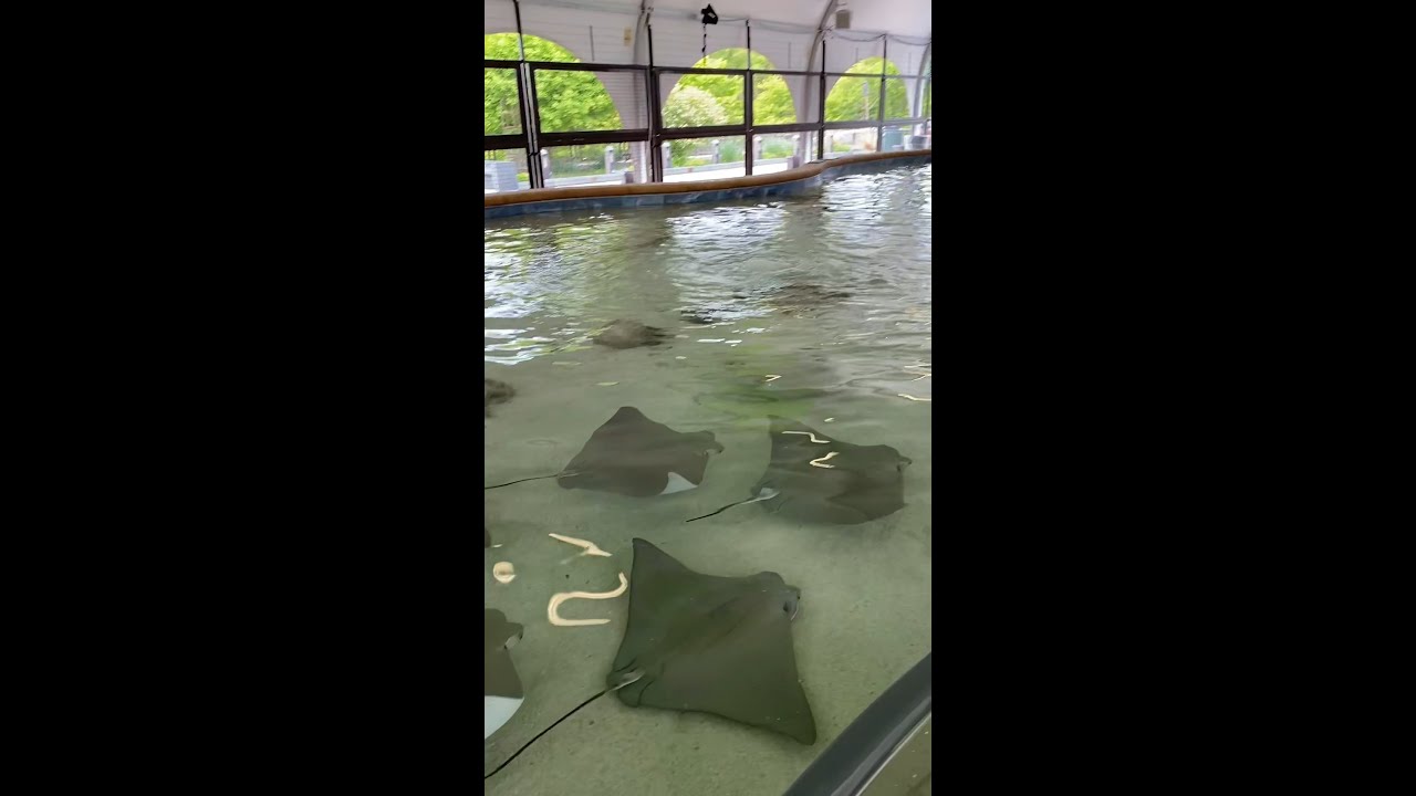 Stingray Touch Season