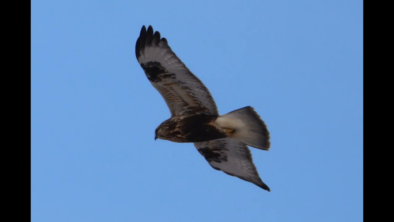 LIGHT & DARK MORPHS OF ROUGH LEGGED HAWKS