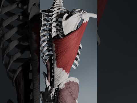 latissimus dorsi animation #latissimusdorsi #muscle #anatomy #biomechanics