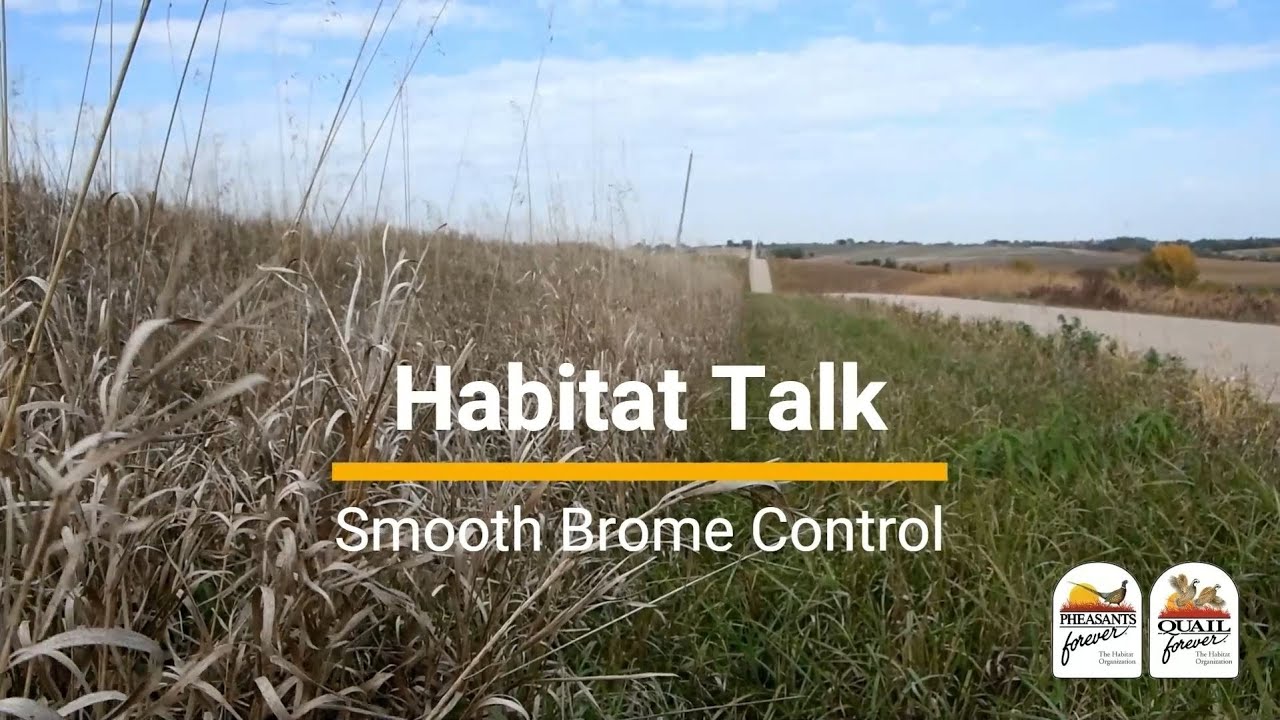 Habitat Talk: Fall Smooth Brome Control