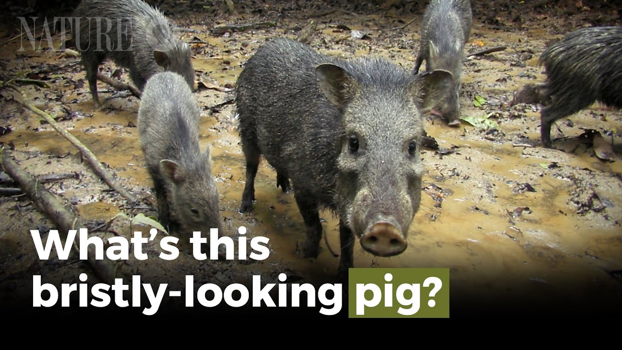 What's this bristly-looking pig?
