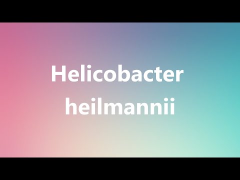 Helicobacter heilmannii - Medical Definition and Pronunciation