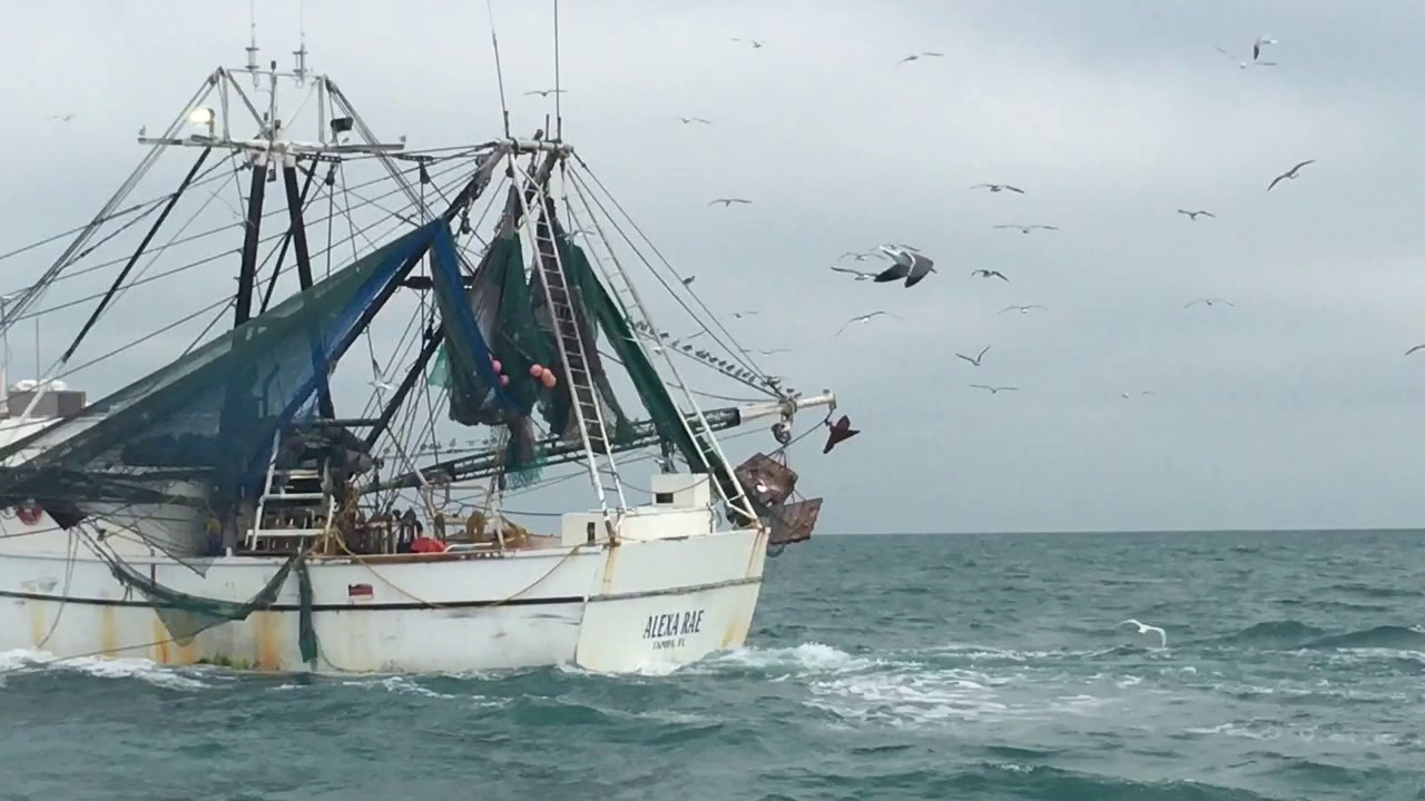 Pomarine Jaegers chasing gulls