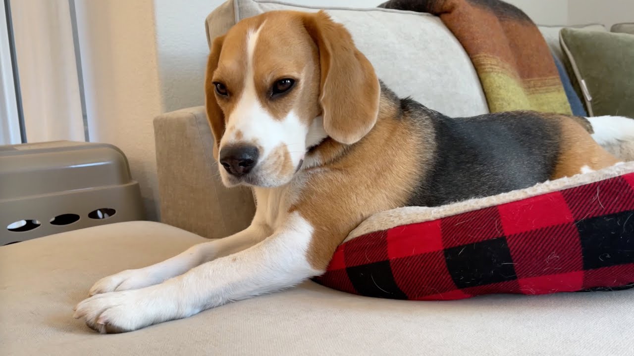 Cute beagle wakes up and licks everything
