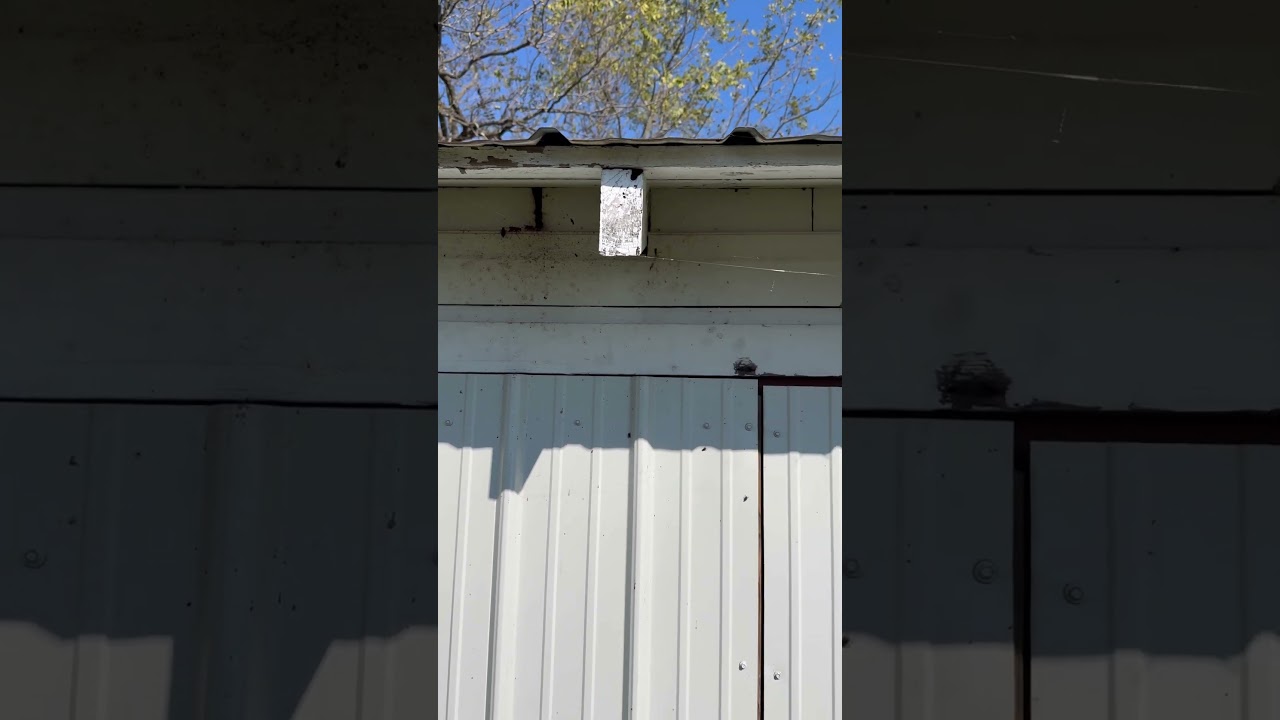 Massive Paper Wasp Nest #pestcontrol #pestremoval #waspsnest #hornet
