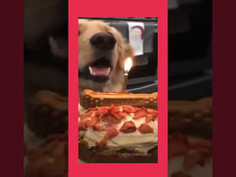 Pawty Time