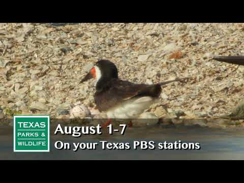 PBS Preview - Rookery Island, Fishing's Future Founder, Durable Design - #2917