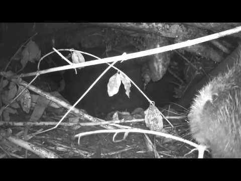 Bever burcht – beversite