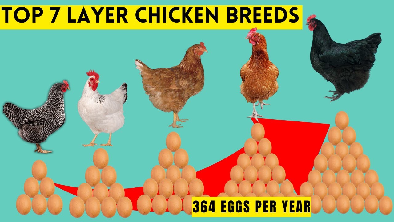 7 TOP BEST LAYER CHICKEN BREEDS THAT LAY UP TO 364 EGGS PER YEAR