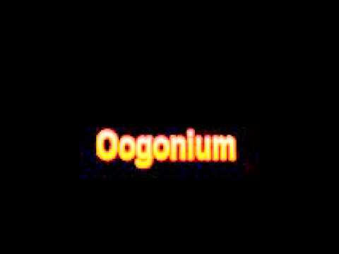 What Is The Definition Of Oogonium