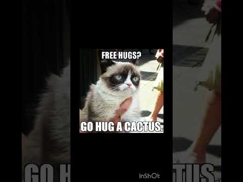 Grumpy cat memes #grumpycat #memes #funny #cats #trending #viral #shorts #avicii