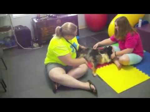 Veterinary Rehab for Tripawds Pt. 1 - Passive Range Of Motion Exercises