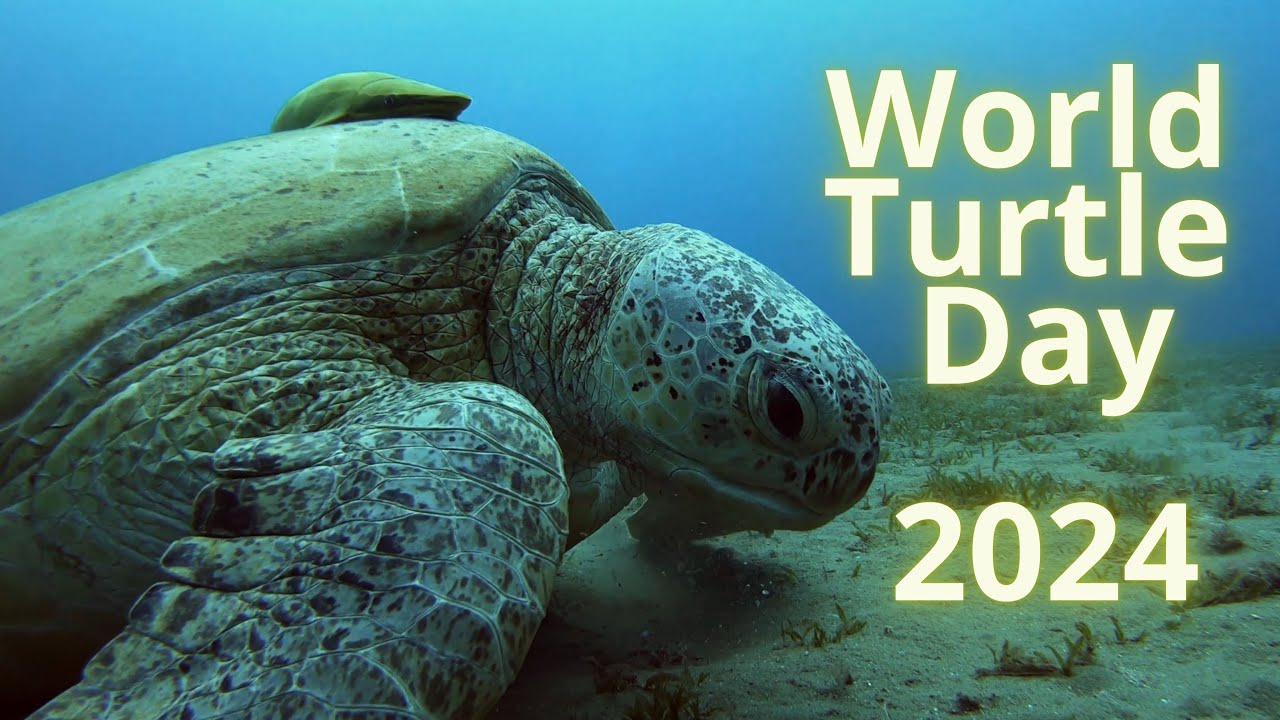 World Turtle Day 2024 – Let’s Party, let’s shellebrate