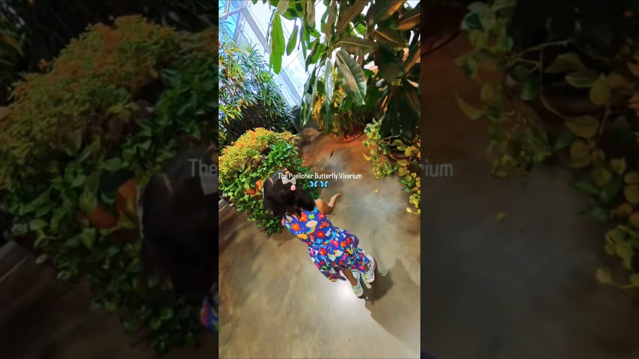 Butterfly Vivarium #butterfly #usa #kidsfun #kidsfunday #kidsvideo #travel