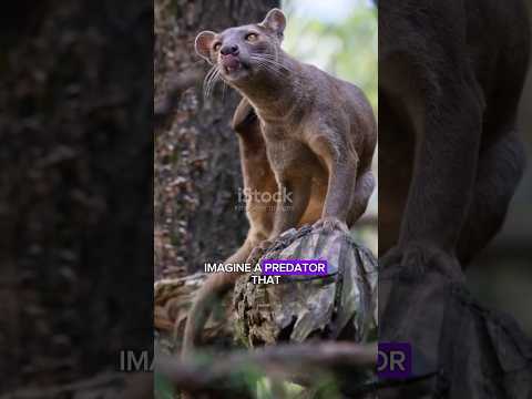 Meet the Fossa – Madagascar’s Top Predator!