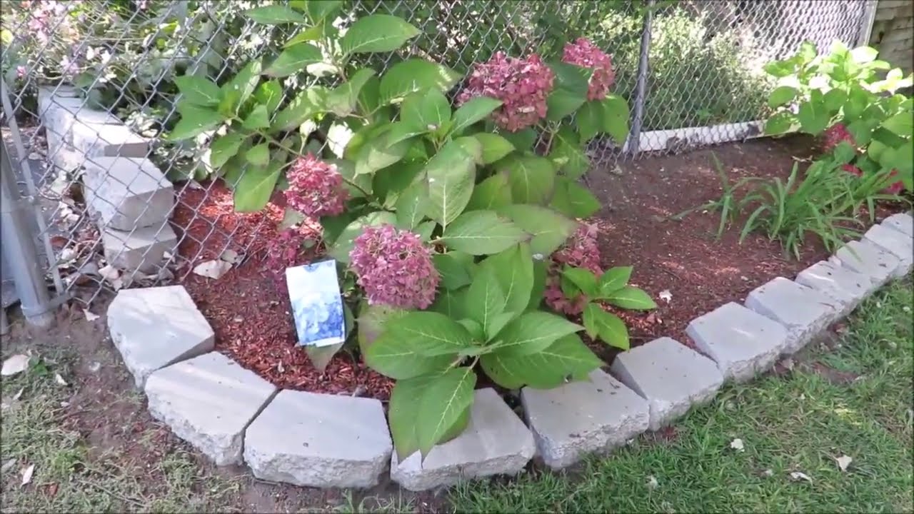 Hydrangea Buds: What's the difference?