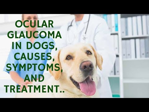 Ocular Glaucoma in Dogs, Causes, Symptoms, and Treatment