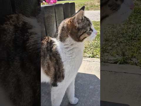 Cool alley cat is meowing ❤️ #shorts