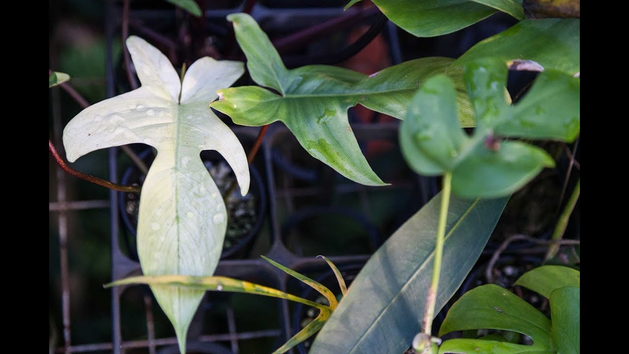 How to Propagate a Philodendron — Plant One On Me — Ep 059