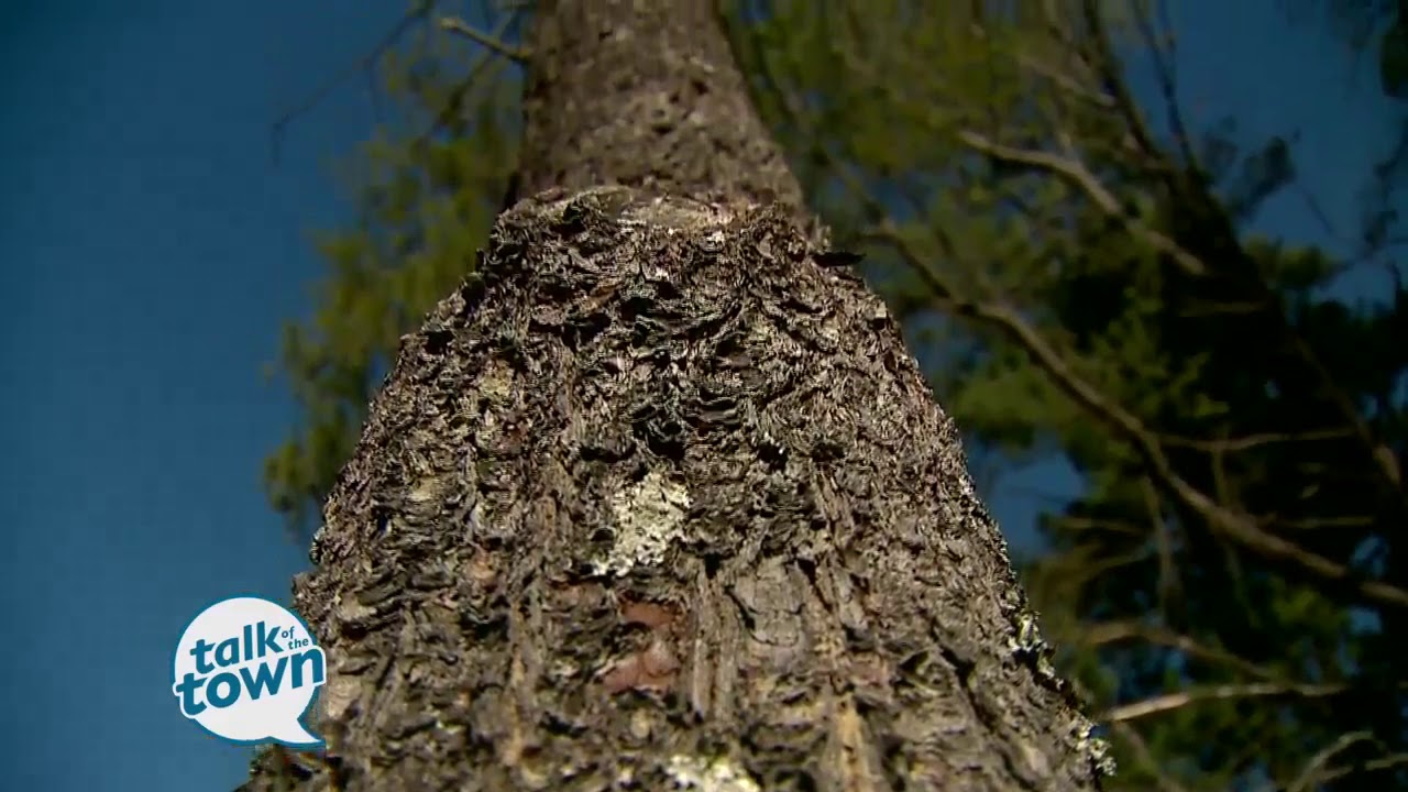 Why Topping Trees is not a good idea