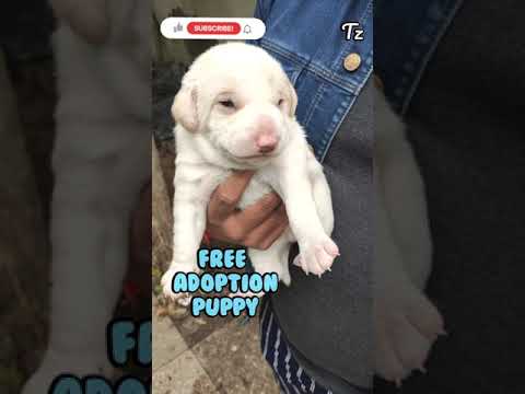 Free Adoption  Labrador Retriever Puppy #Shorts #TuffyZone